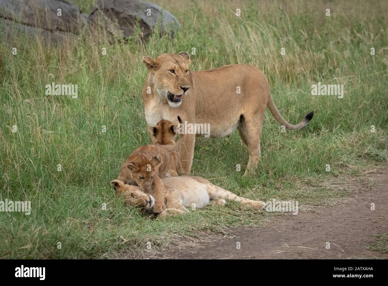 Lioness stands in grass with three cubs Stock Photo - Alamy