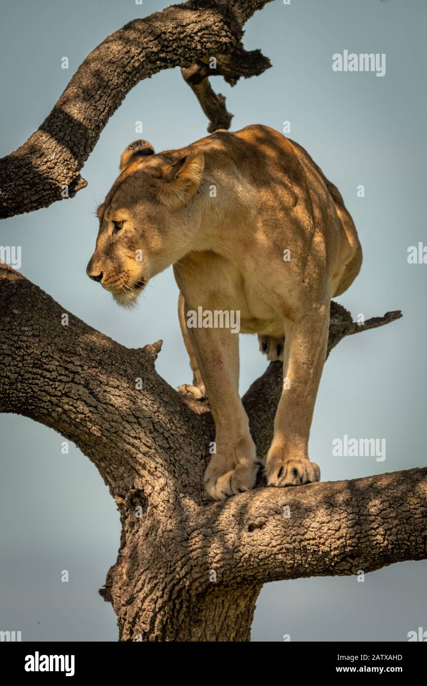 Africa tanzania lioness stands hi-res stock photography and images - Alamy
