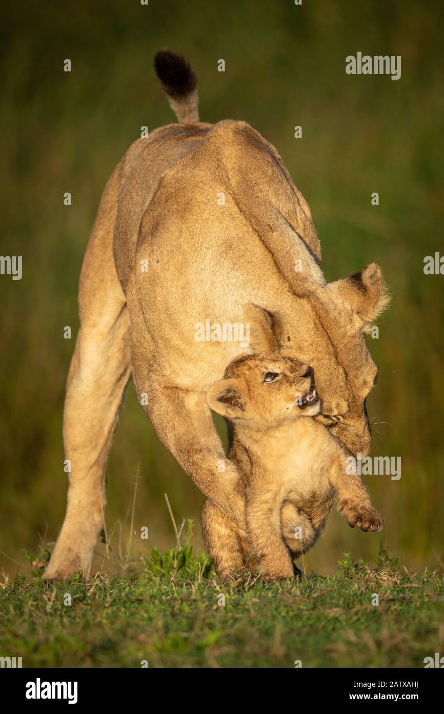 Lioness fighting hi-res stock photography and images - Alamy