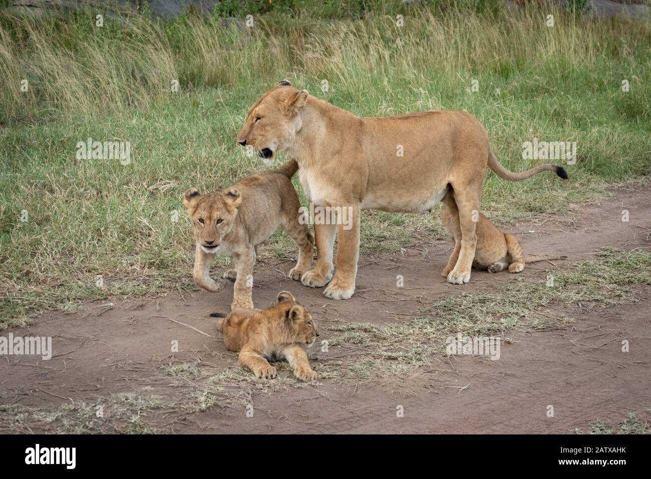 Lioness stands with three cubs on track Stock Photo - Alamy