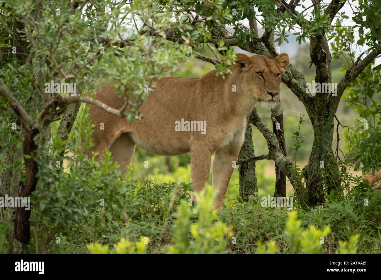 Lioness stands in leafy trees looking down Stock Photo - Alamy