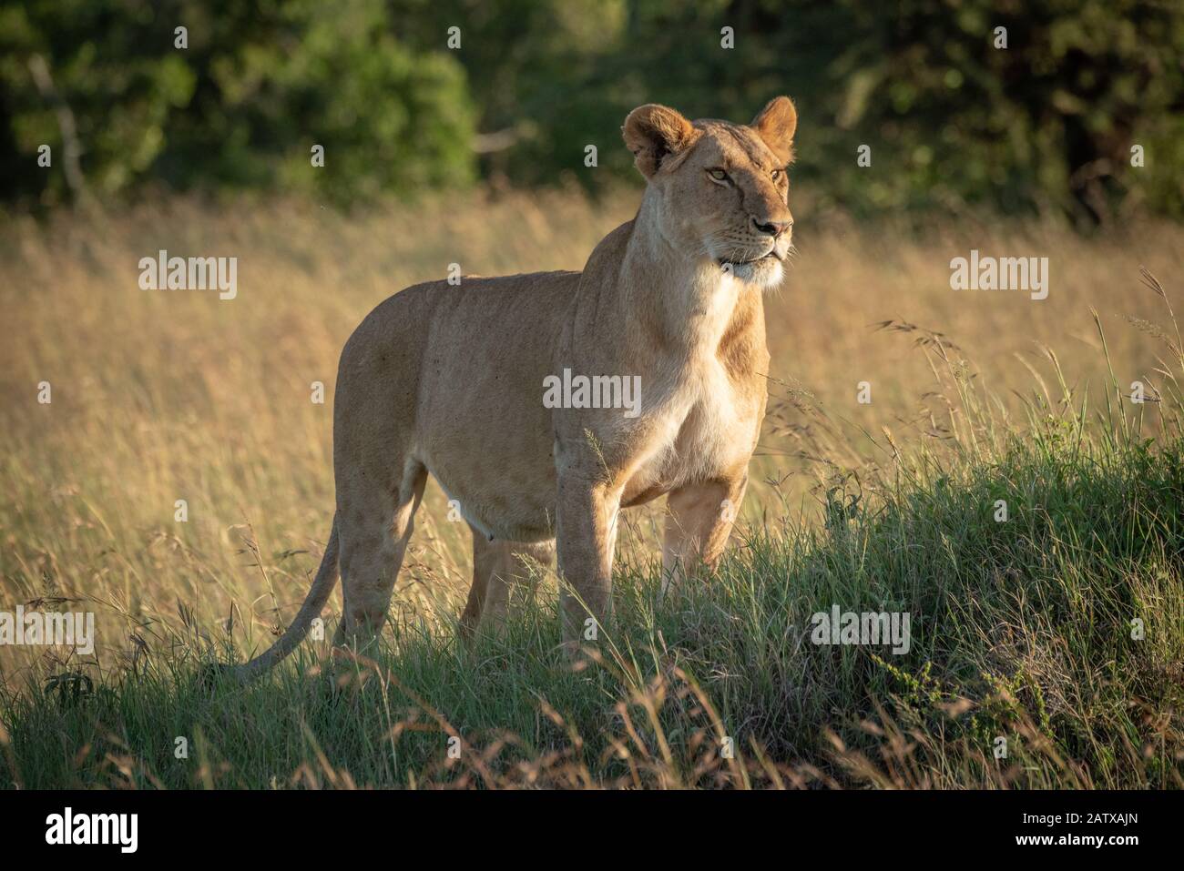 Staring forwards hi-res stock photography and images - Alamy