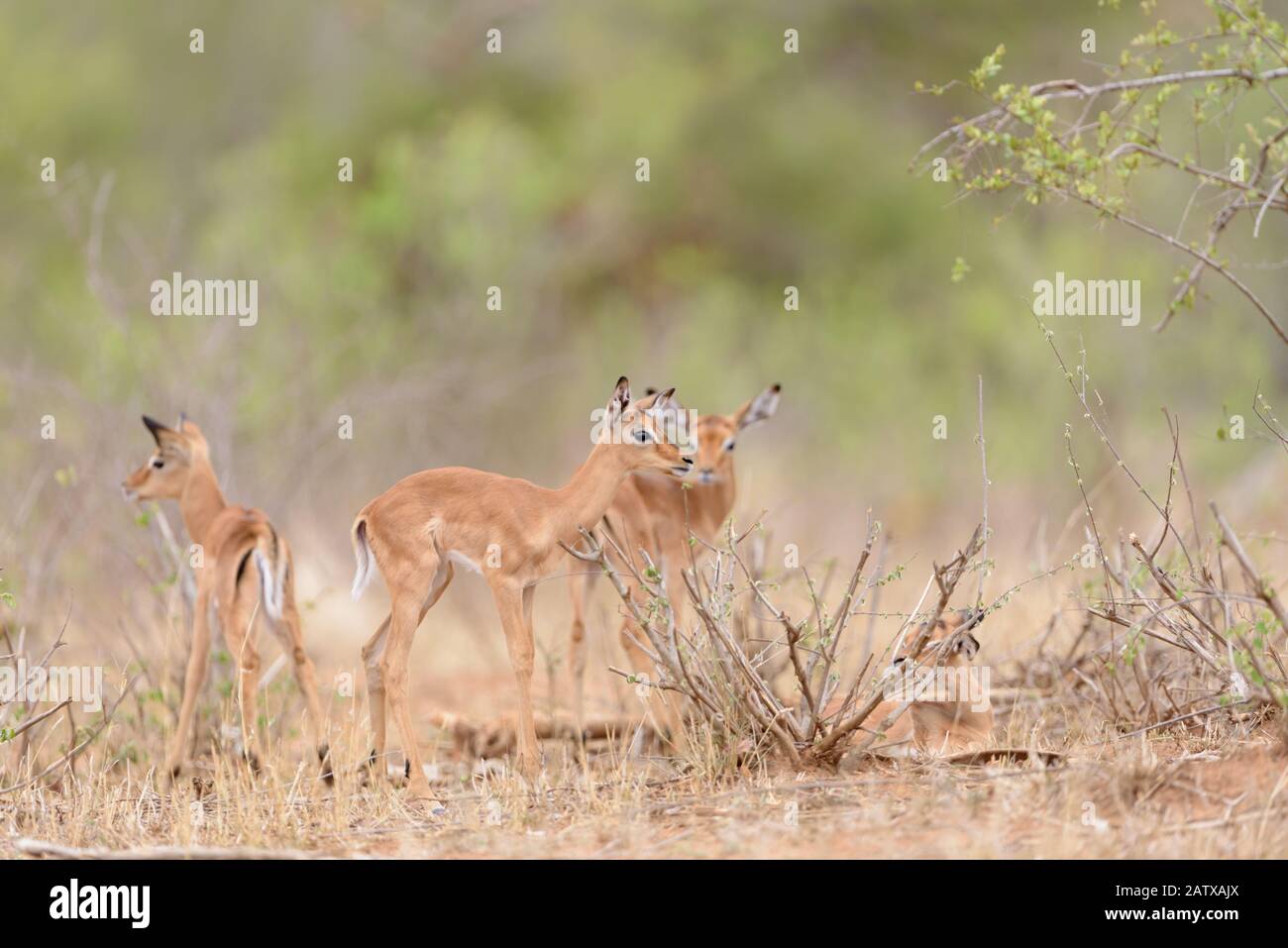 Impala Ewe With Calf High Resolution Stock Photography and Images - Alamy