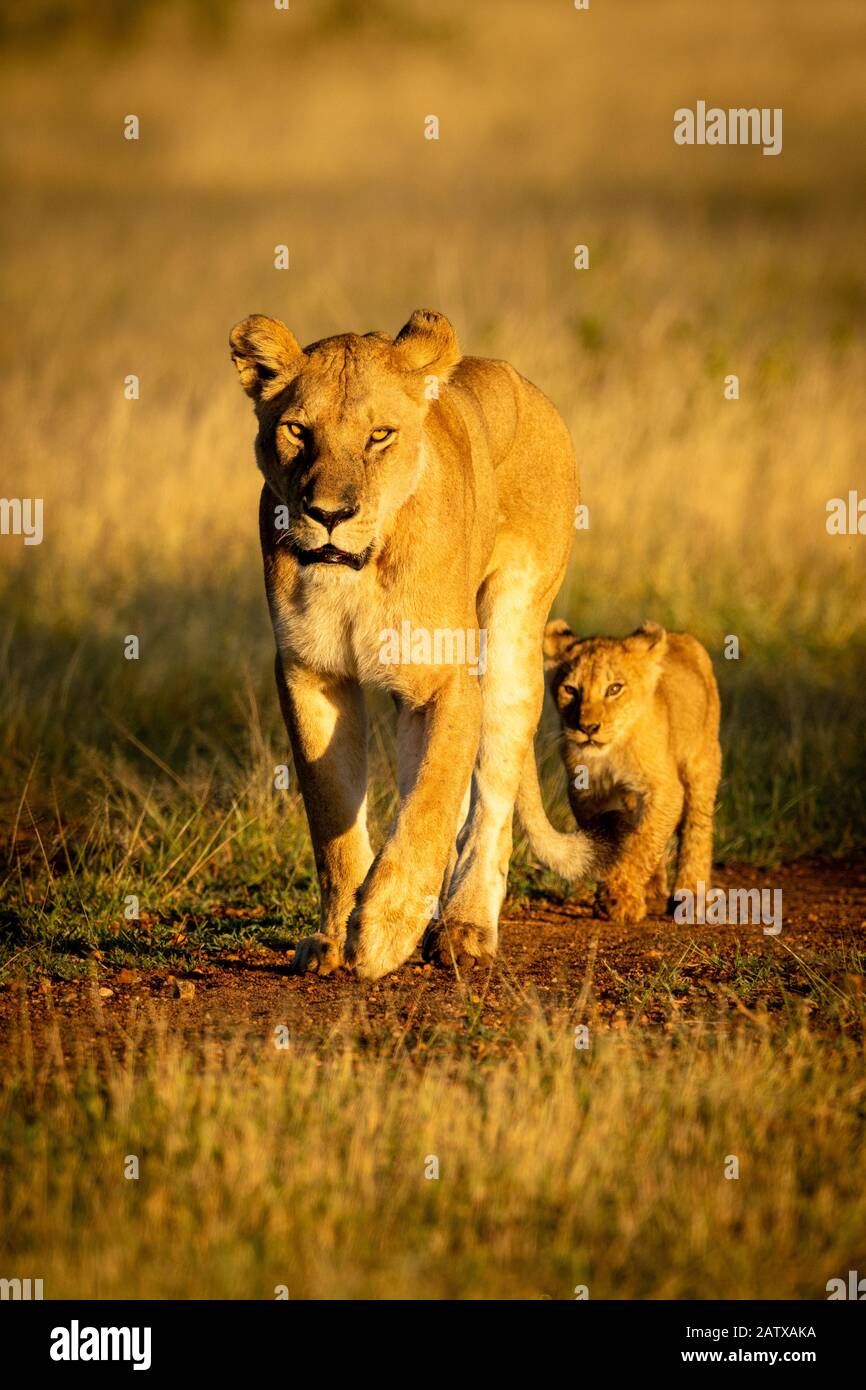 Lioness walks along gravel track with cub Stock Photo - Alamy