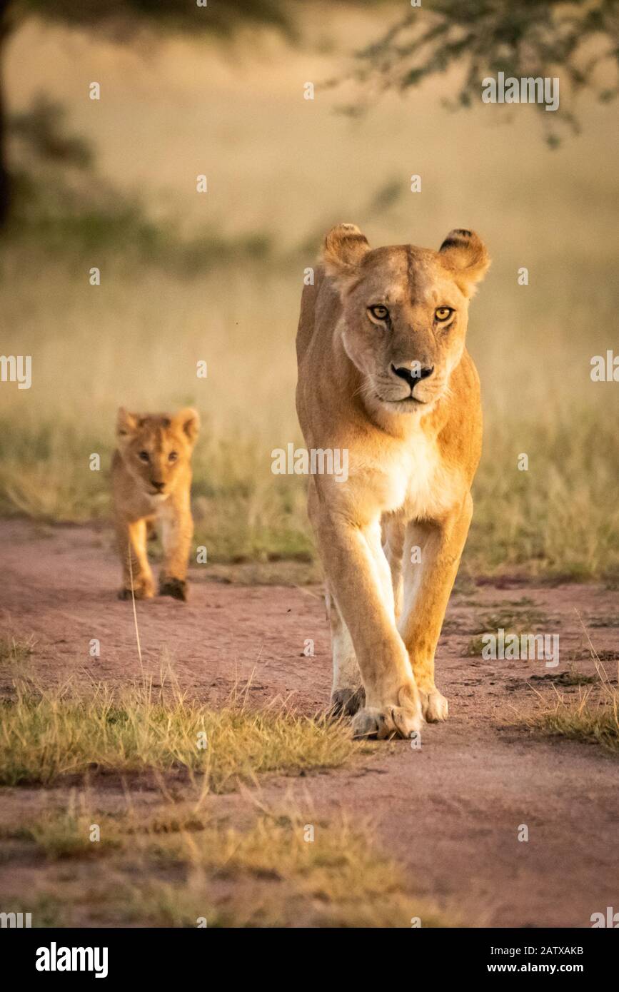 Lioness walks along sandy track with cub Stock Photo - Alamy
