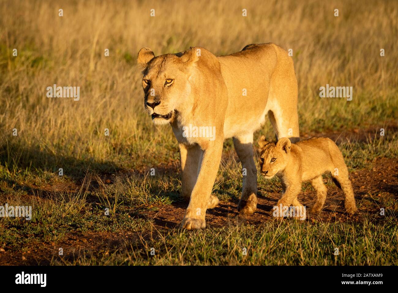 Lion cubs walking down road hi-res stock photography and images - Alamy