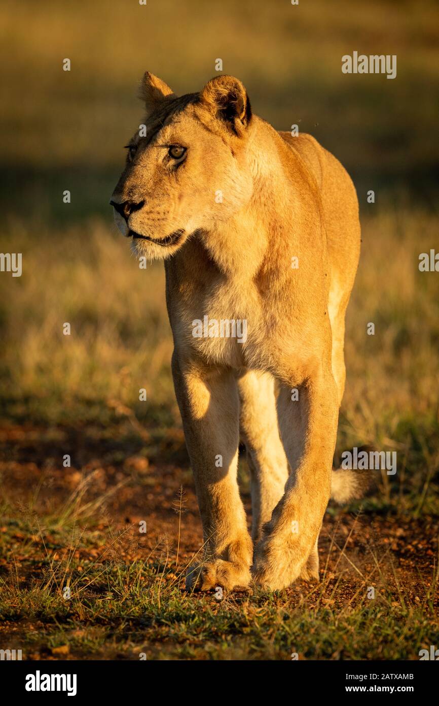 Lioness walks along track in golden hour Stock Photo - Alamy