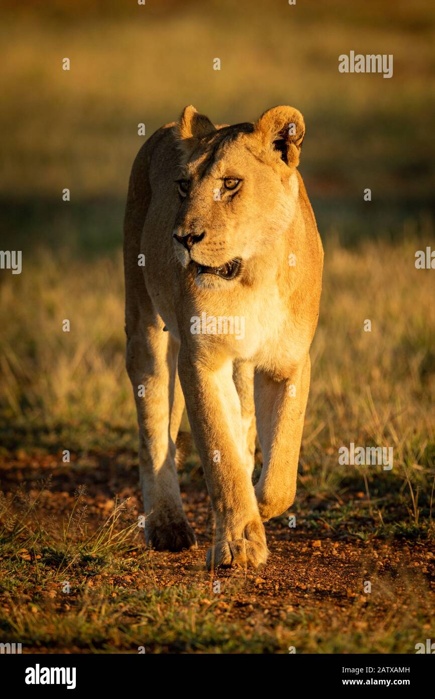 Lioness walks down track in golden hour Stock Photo - Alamy
