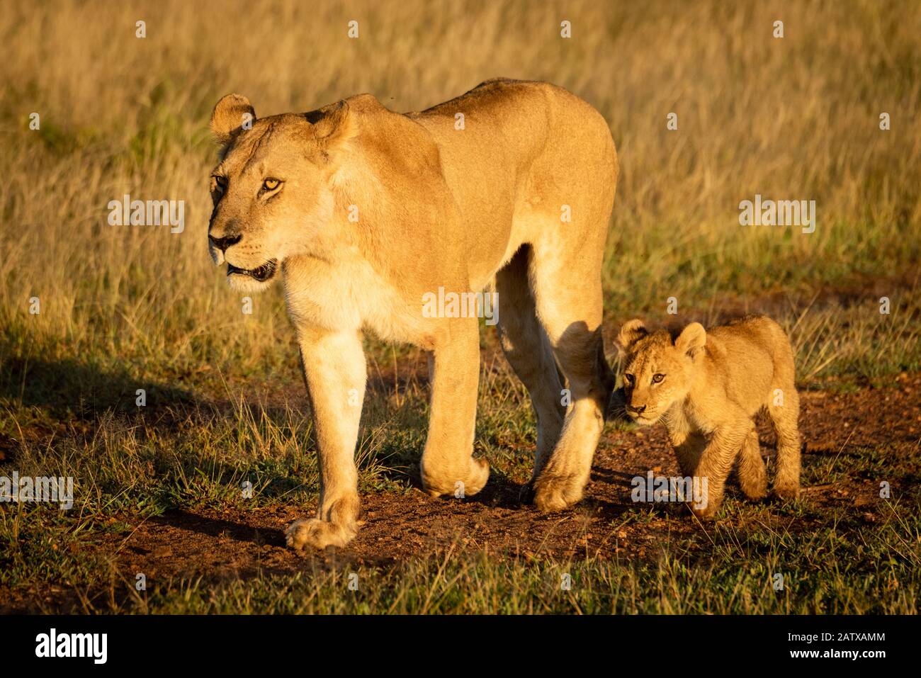 Lioness walks down dirt track with cub Stock Photo - Alamy