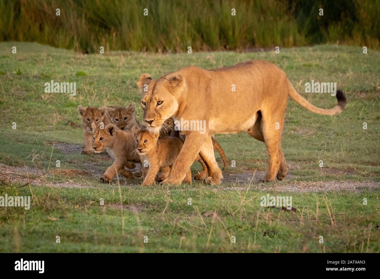 Lioness walks on grass with five cubs Stock Photo - Alamy
