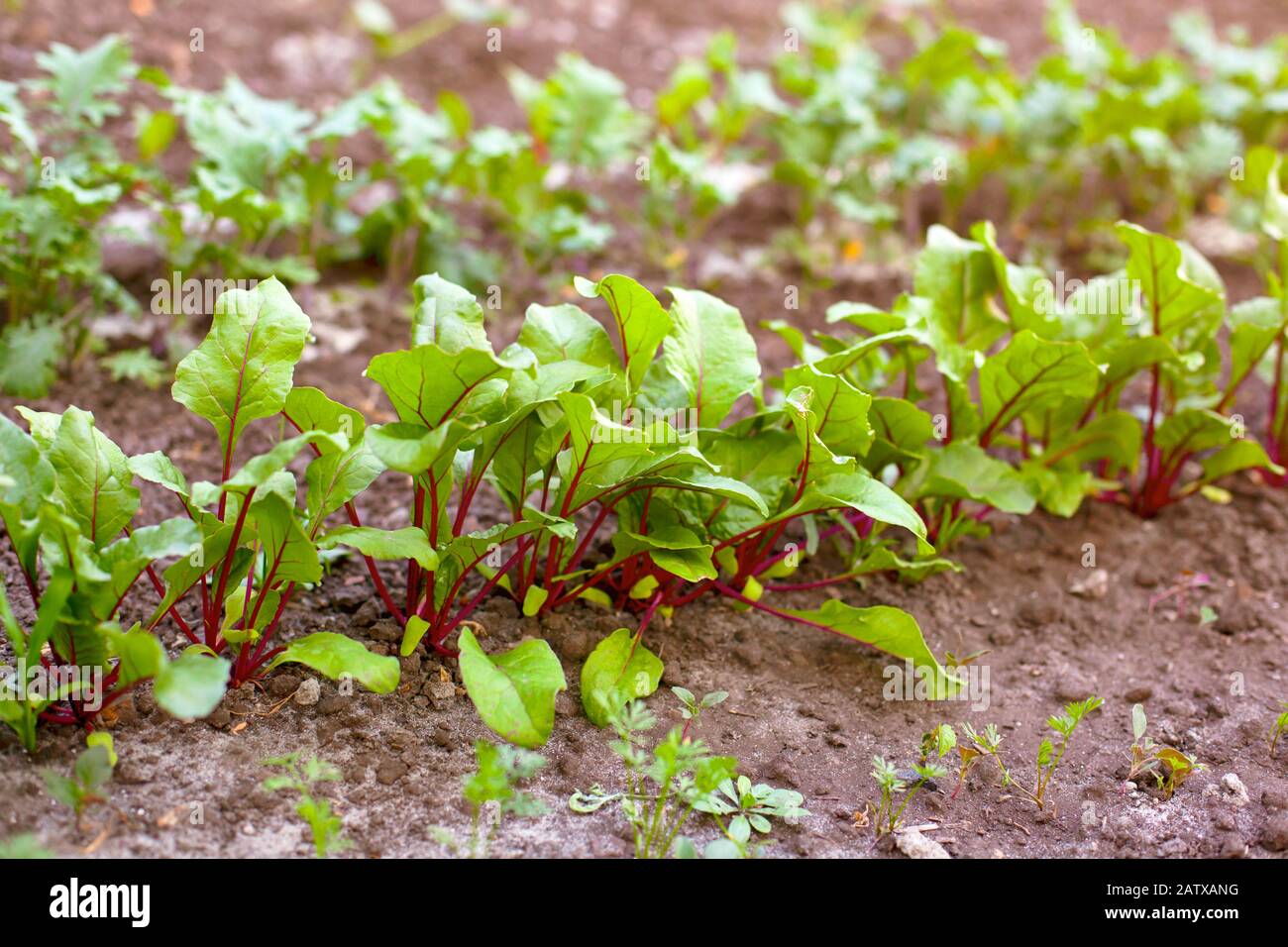 Young beets hi-res stock photography and images - Alamy