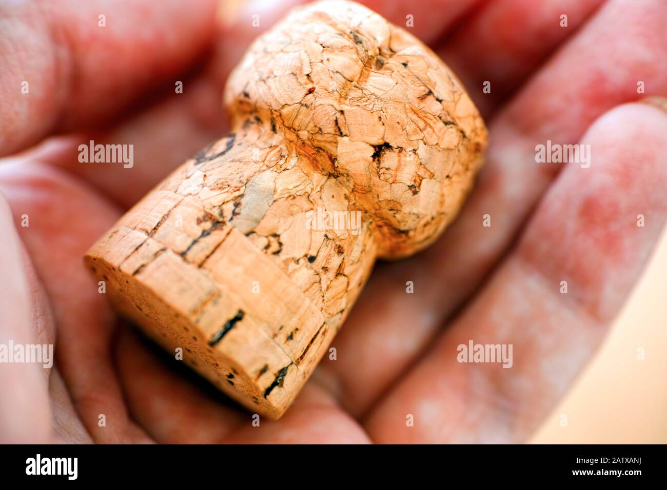 Cork palm hi-res stock photography and images - Alamy