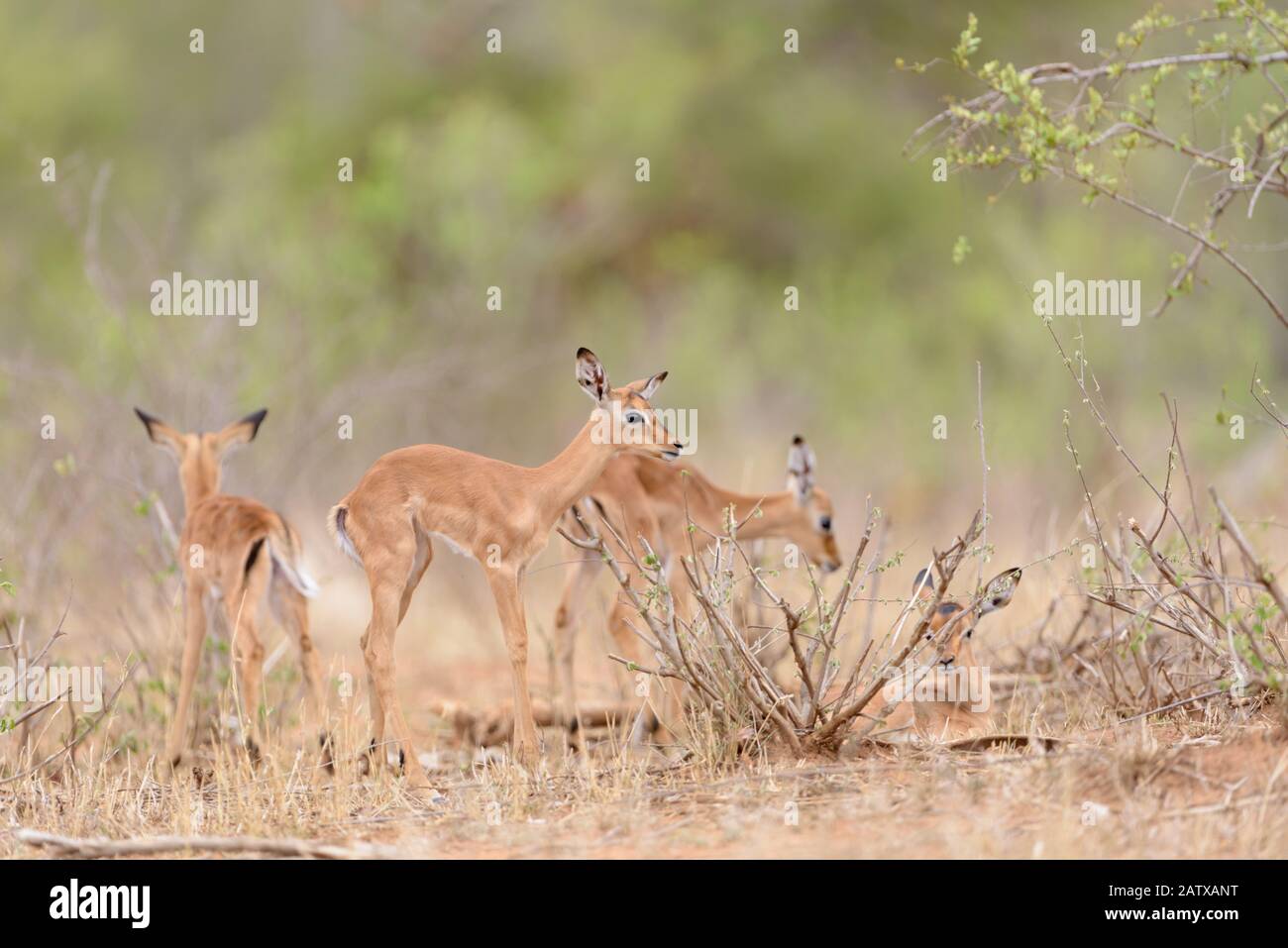 Impala ewe with calf hi-res stock photography and images - Alamy