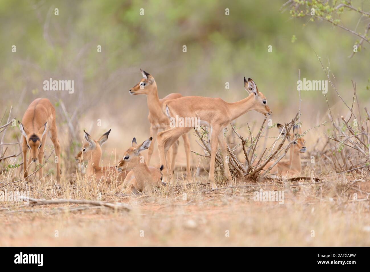 Impala Ewe With Calf High Resolution Stock Photography and Images - Alamy