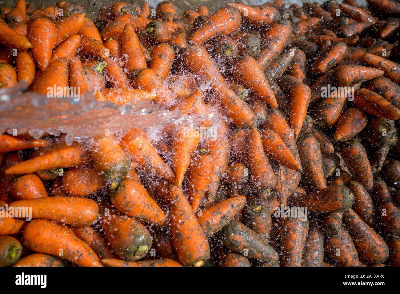 Un-washed and dirty carrot washing on throw pipe water. Food background ...