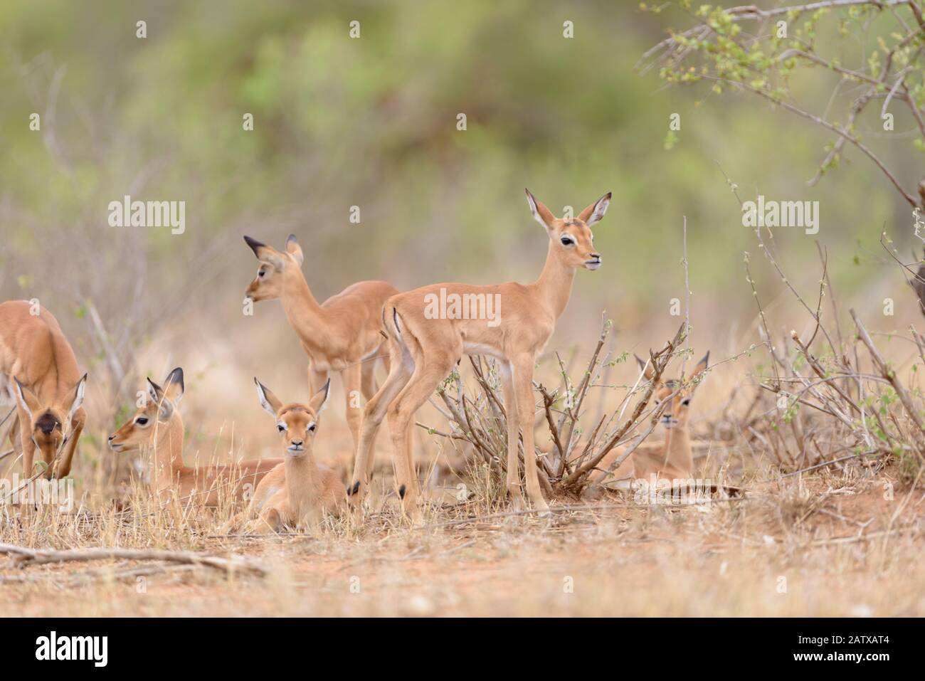 impala calf, baby impala Stock Photo - Alamy