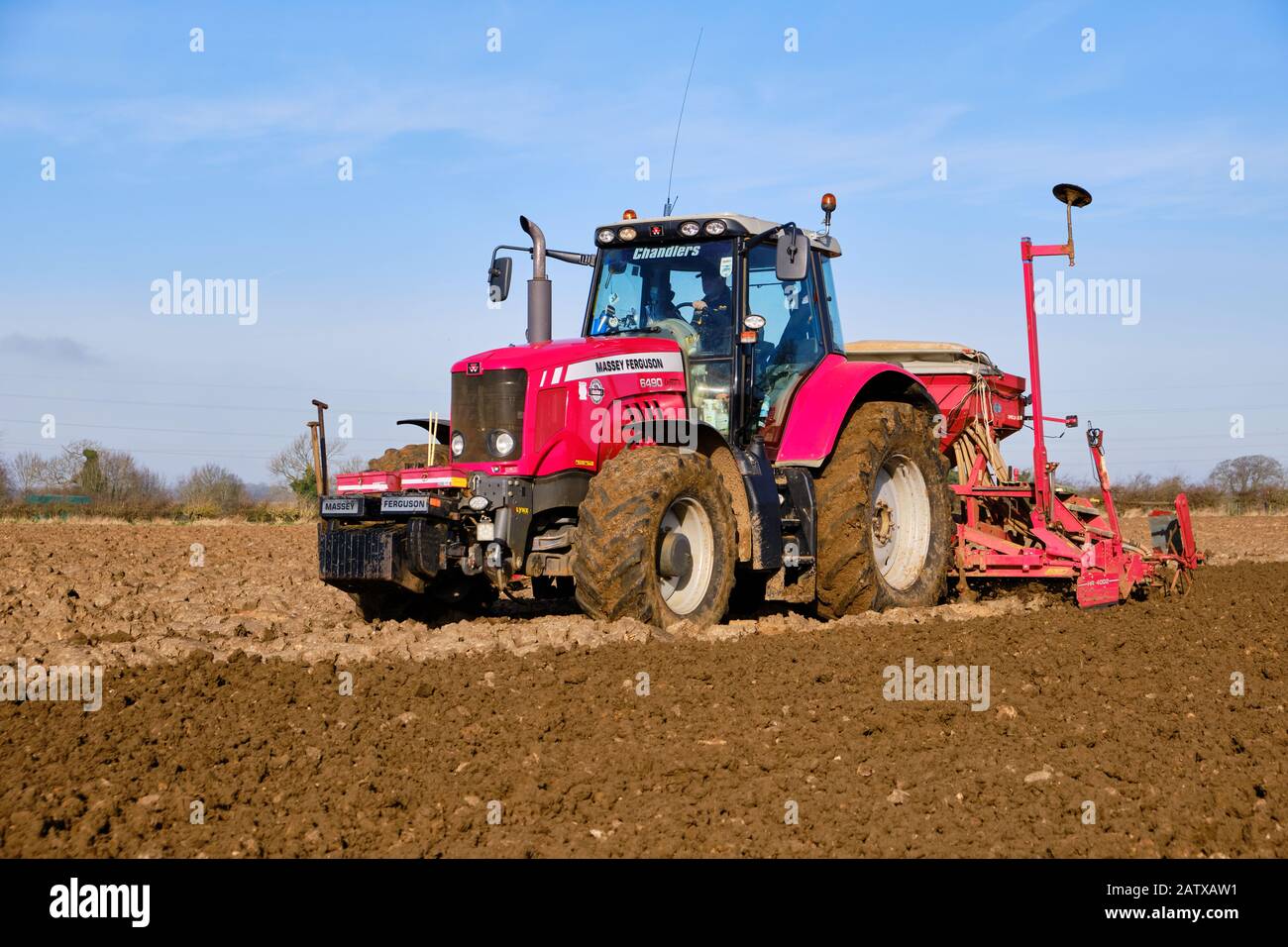 Massey Ferguson 6490 tractor drilling winter wheat in a ploughed field ...