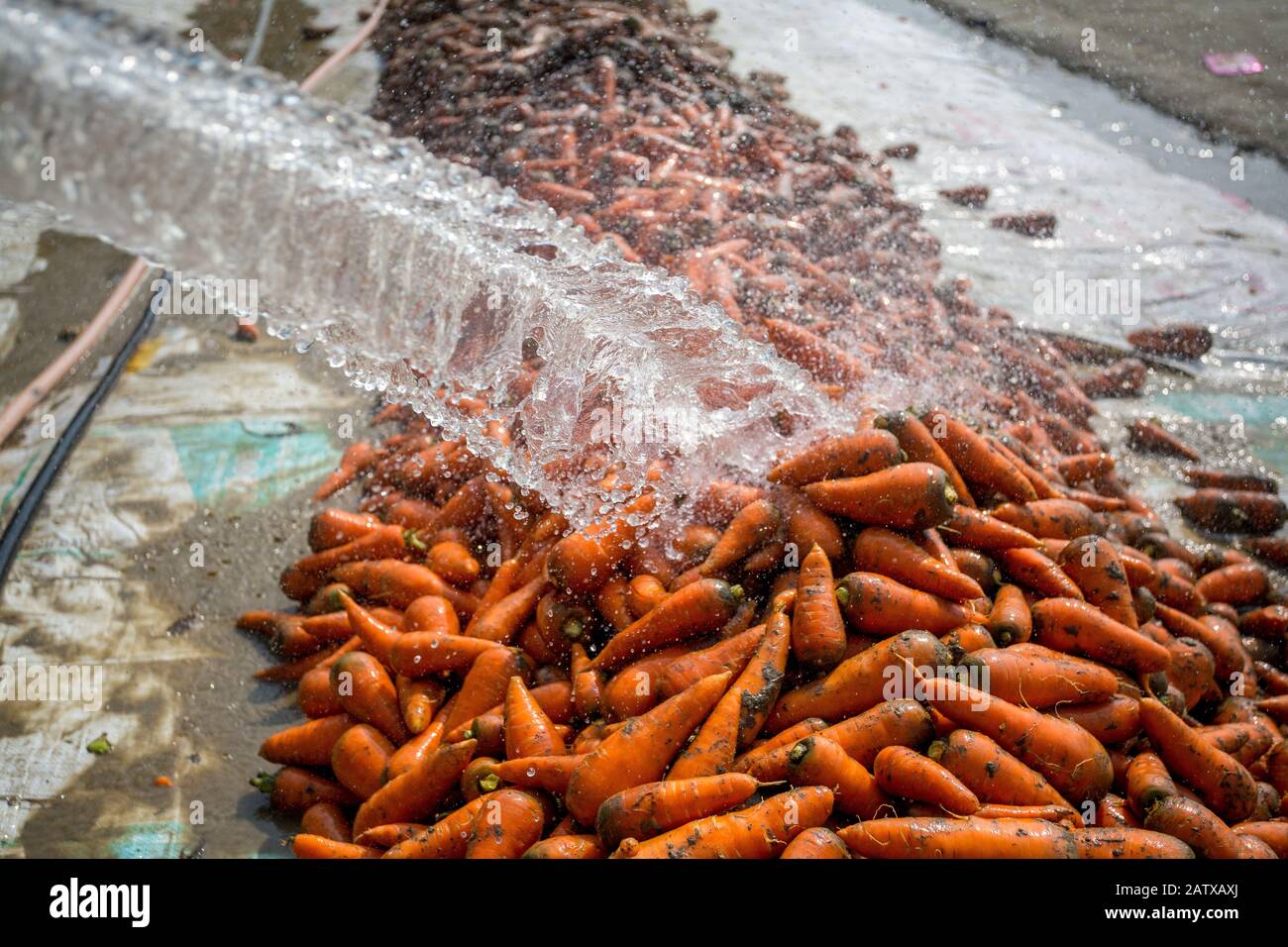 Un-washed and dirty carrot washing on throw pipe water. Food background ...