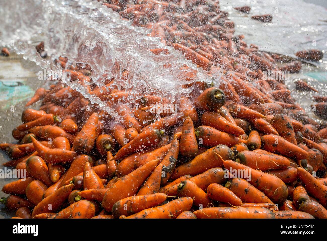 Un-washed and dirty carrot washing on throw pipe water. Food background ...