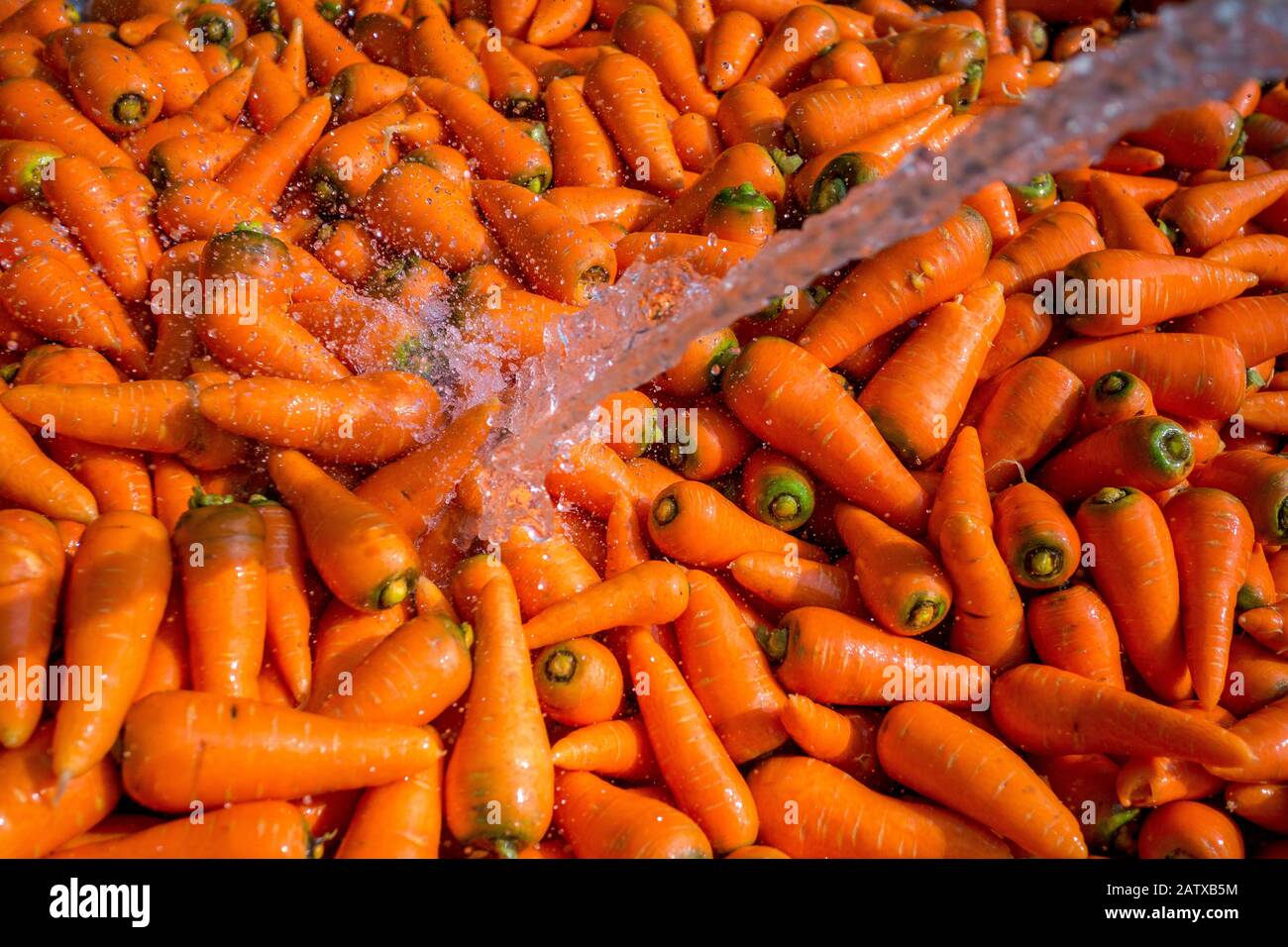Un-washed and dirty carrot washing on throw pipe water. Food background ...