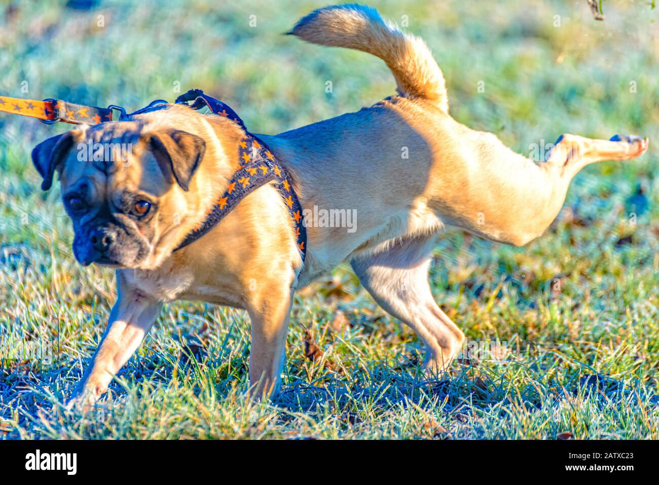 Pug's dog stretches his hind paw Stock Photo - Alamy