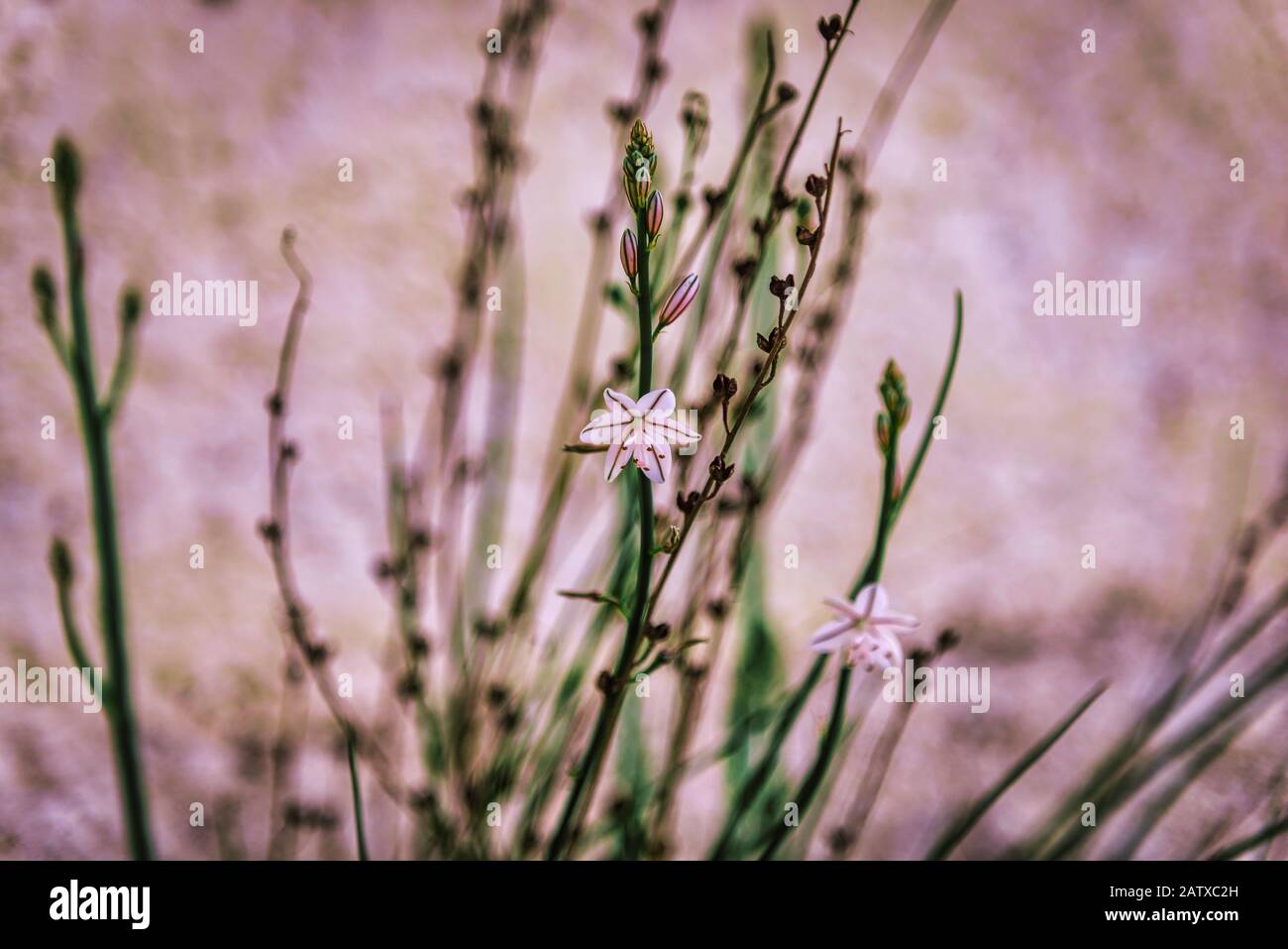 Arabian desert flowers hi-res stock photography and images - Alamy
