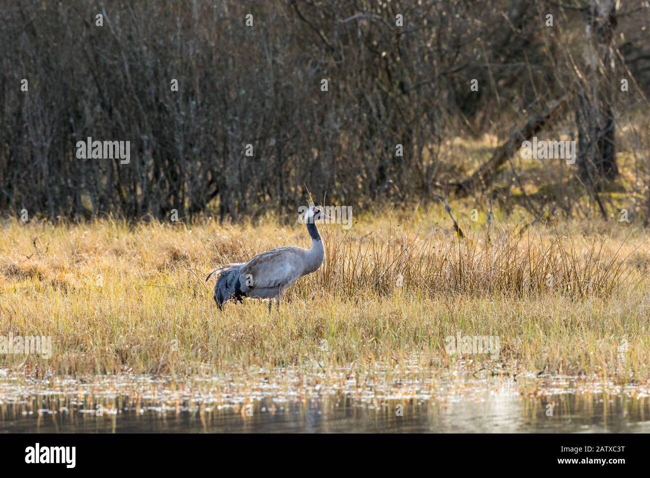 Crane at the lake in spring Stock Photo - Alamy