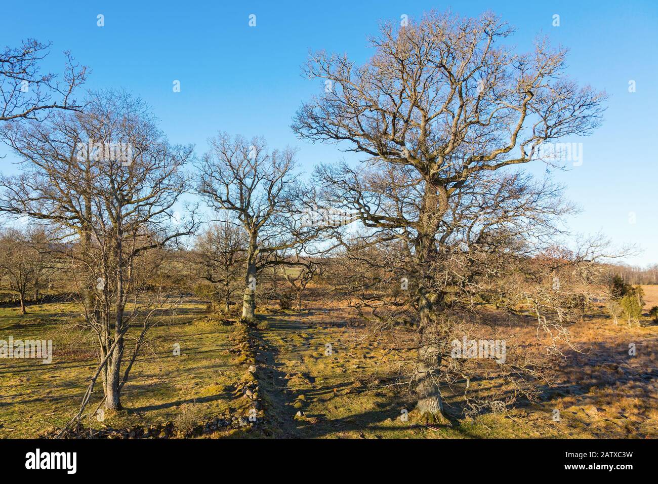 Pasture with old oak trees in spring Stock Photo - Alamy