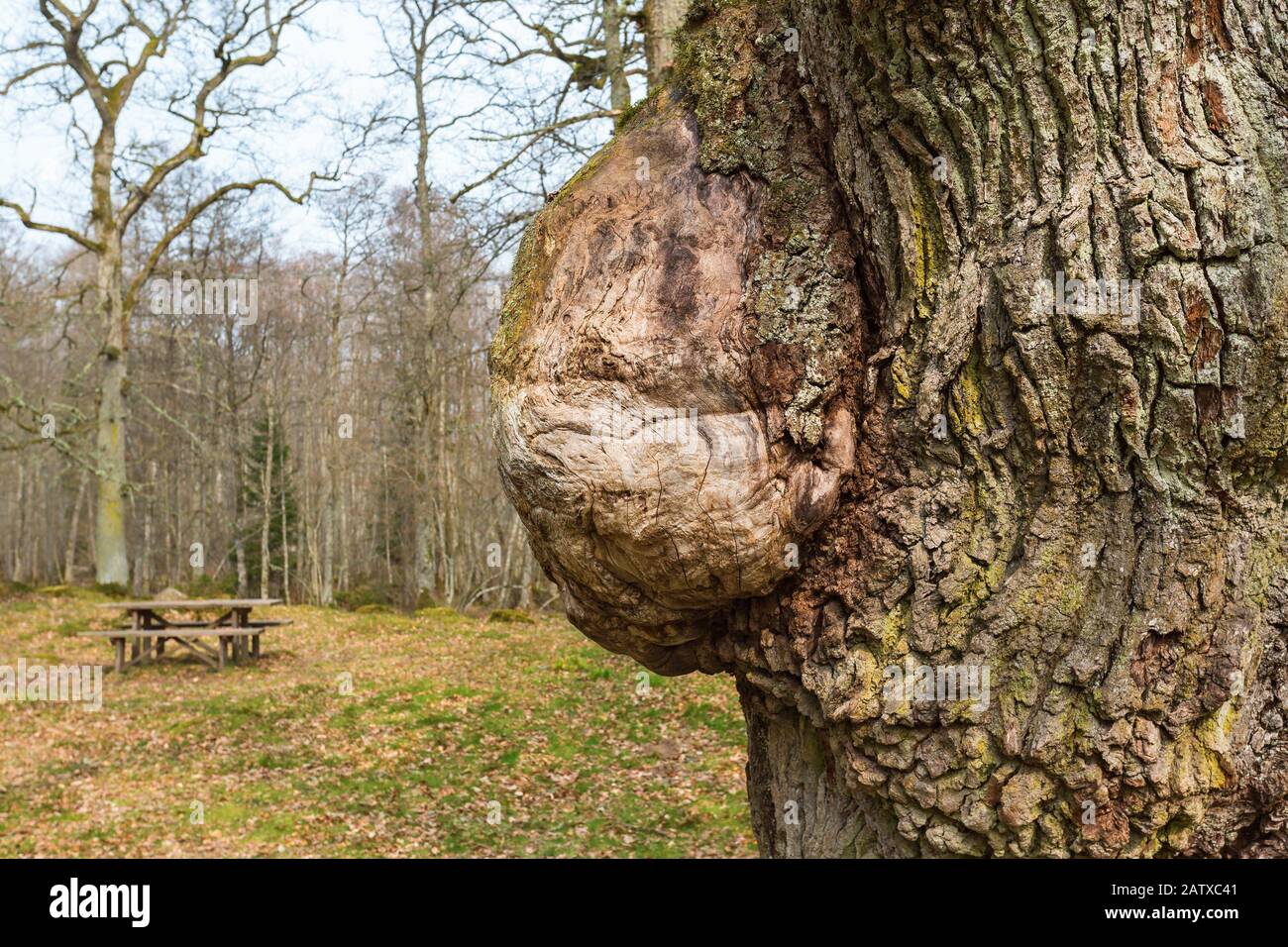 Oak tree with a burl Stock Photo - Alamy