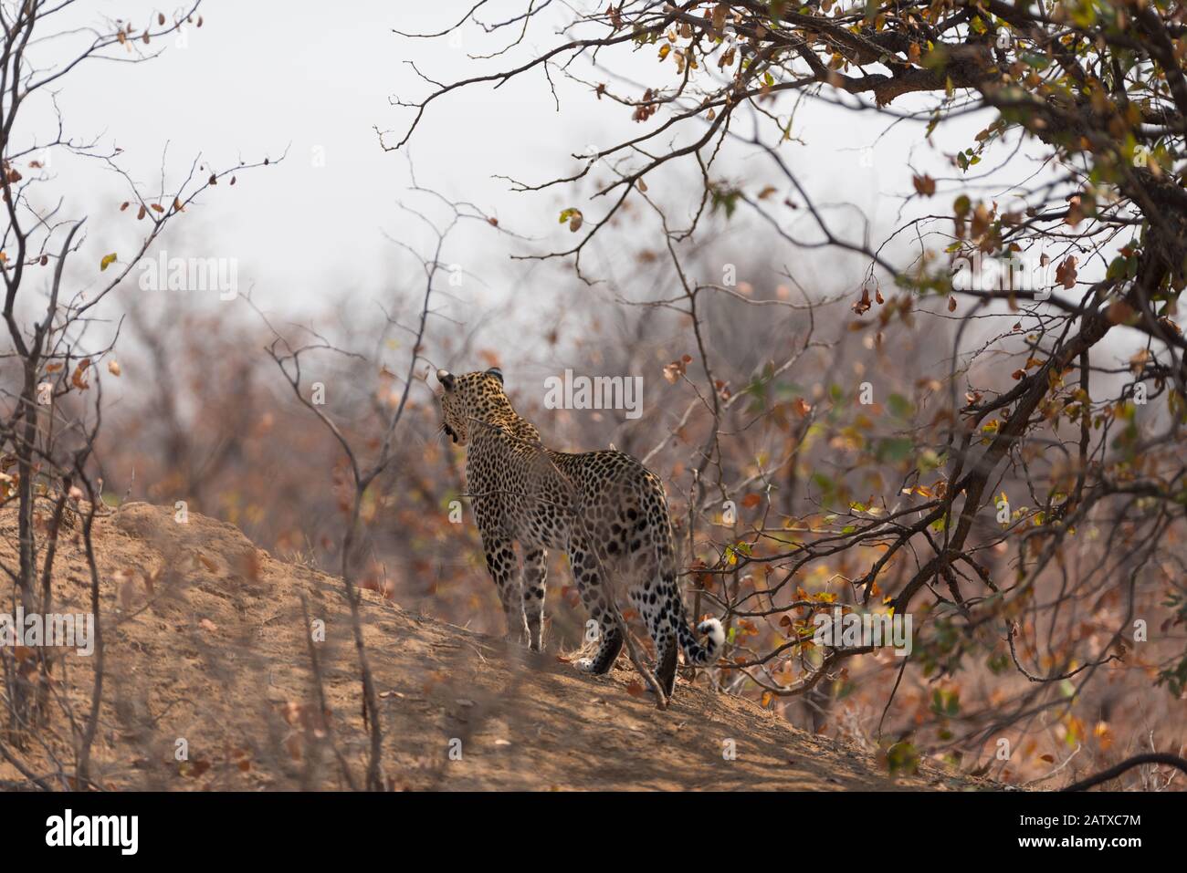 Leopard portrait in the African wilderness Stock Photo - Alamy