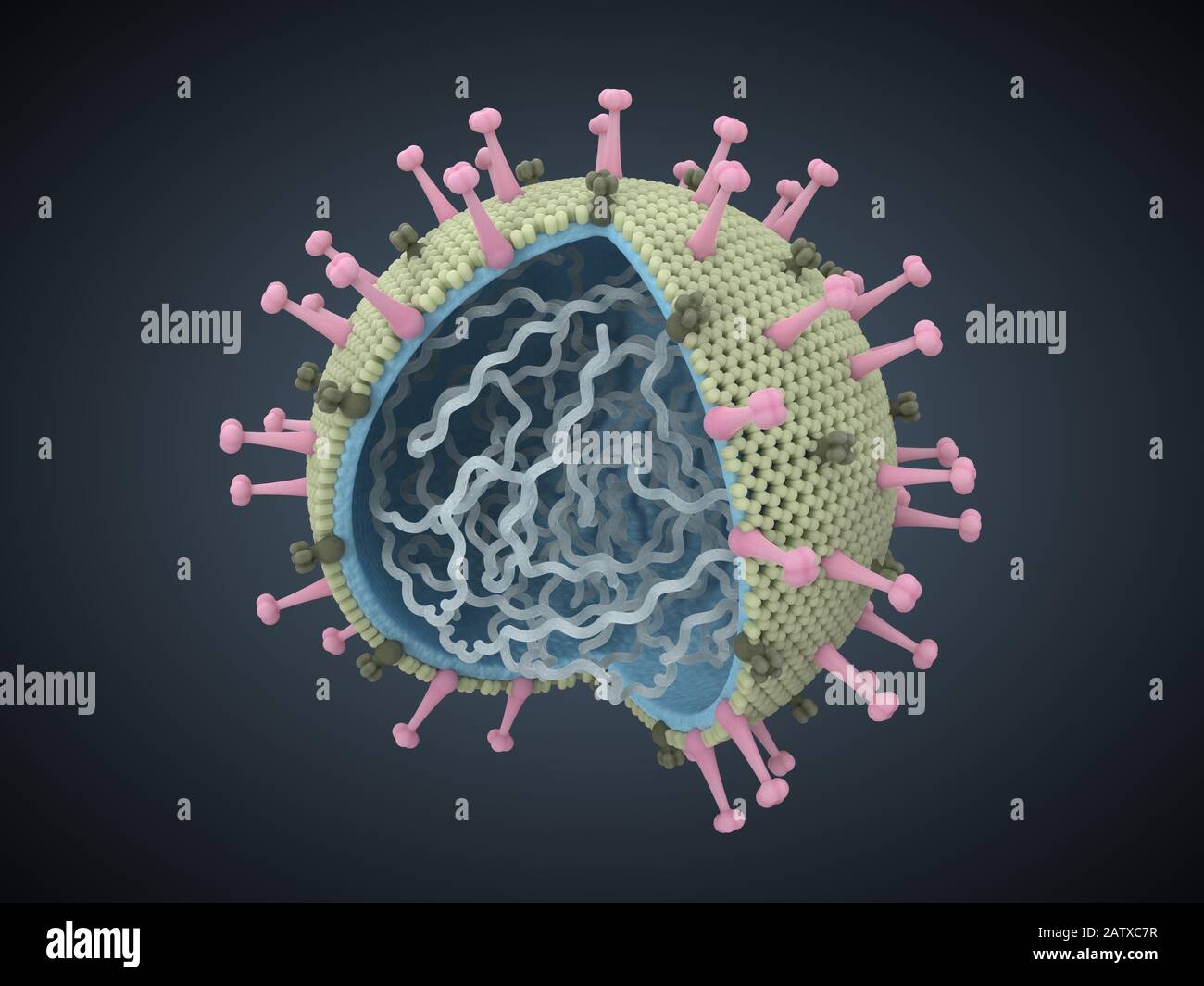 spherical virus structure. 3d virus illustration with body cut and ...