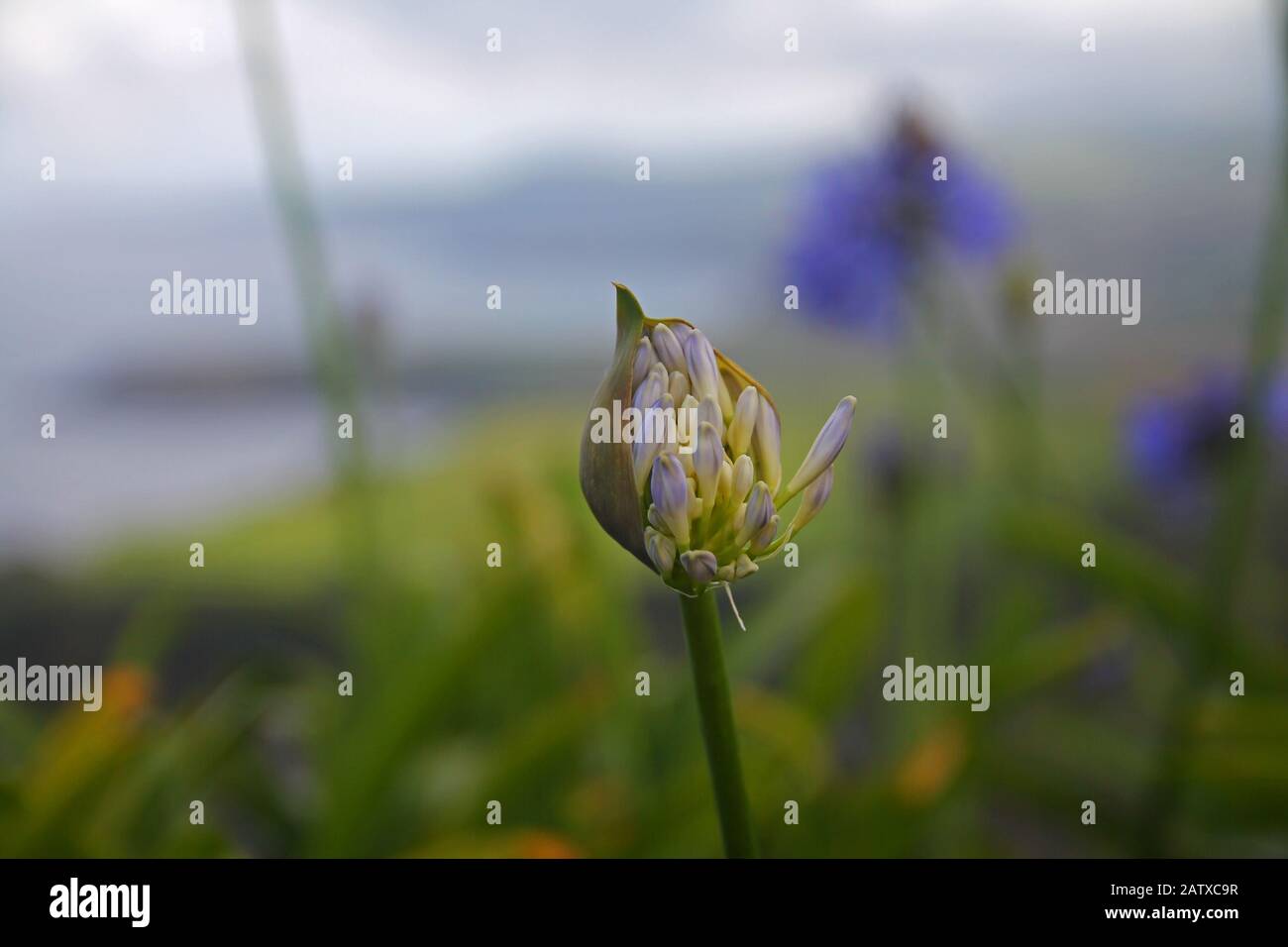 Agape flower hi-res stock photography and images - Alamy