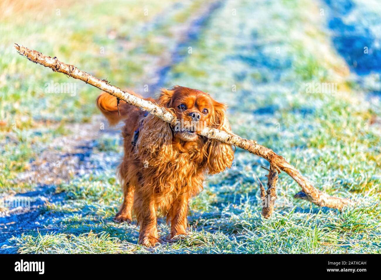 Cavalier King Charles Spaniel dog carries a big stick in his mouth ...