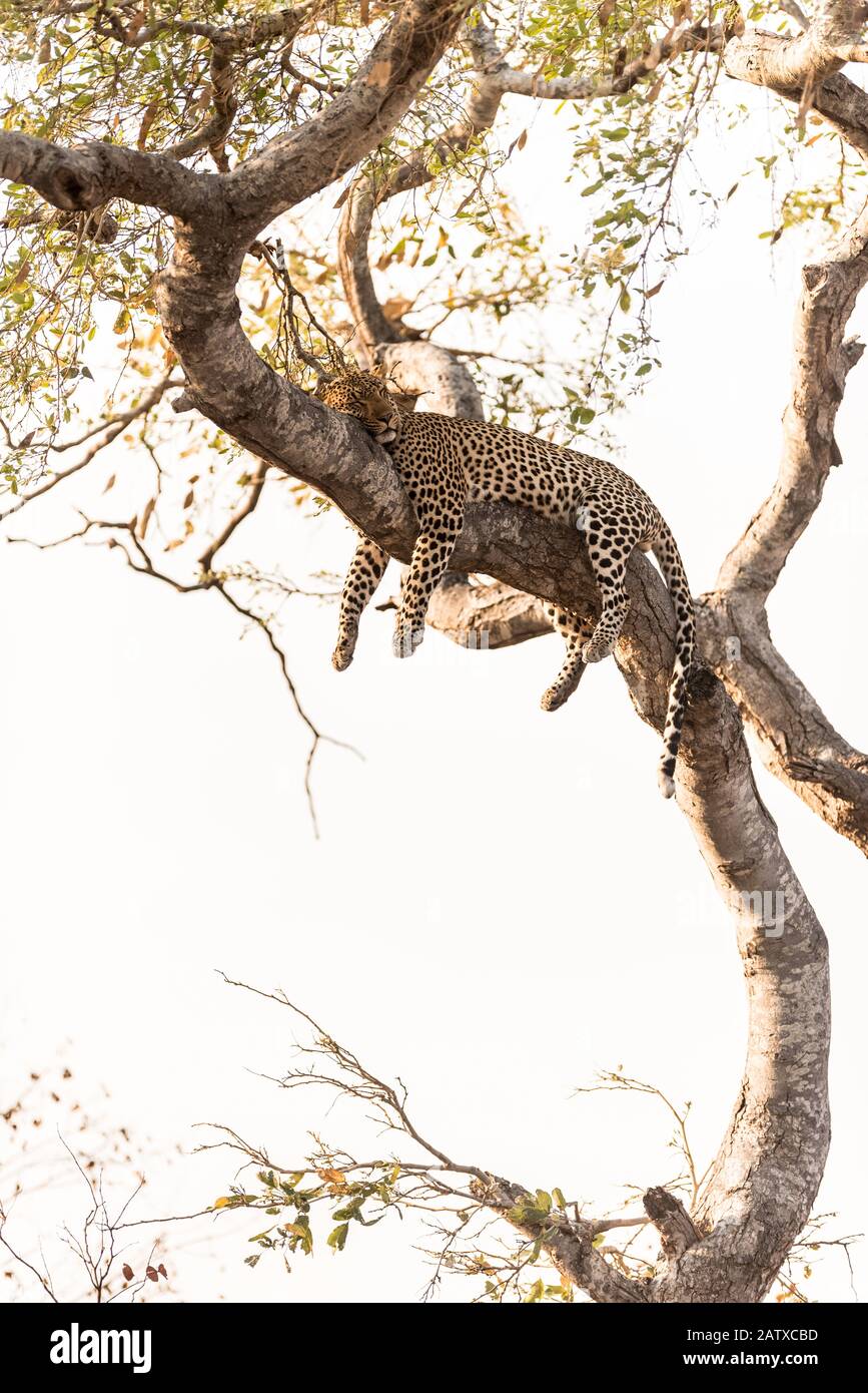 Leopard resting on a tree Stock Photo - Alamy