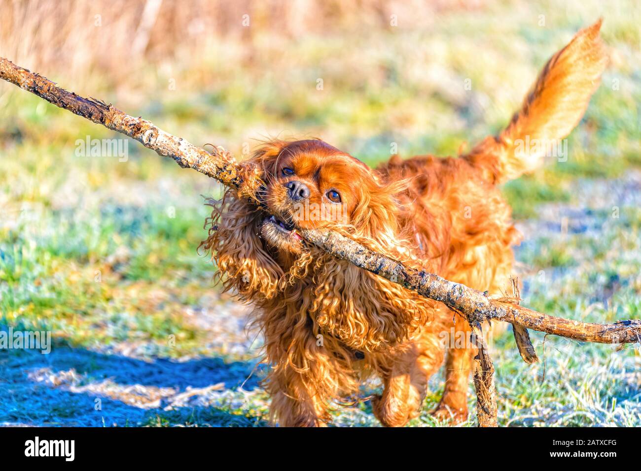 Cavalier King Charles Spaniel dog carries a big stick in his mouth ...