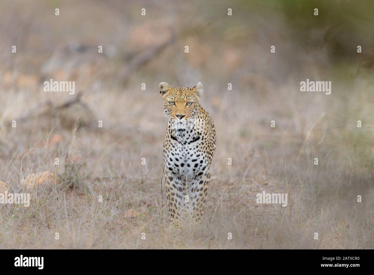 Leopard portrait in the African wilderness Stock Photo - Alamy