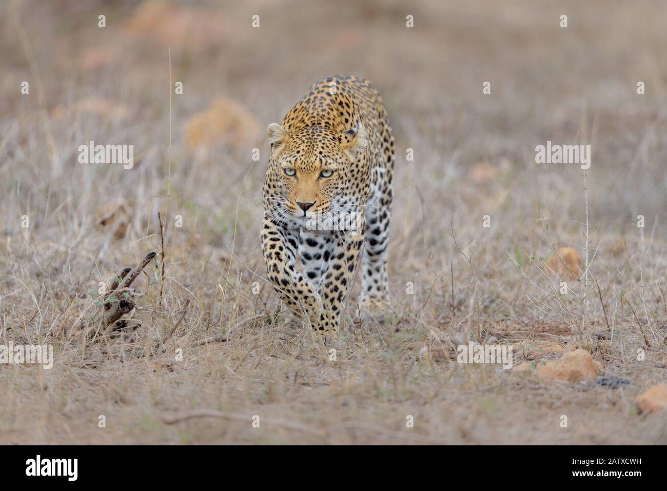 Leopard portrait in the African wilderness Stock Photo - Alamy