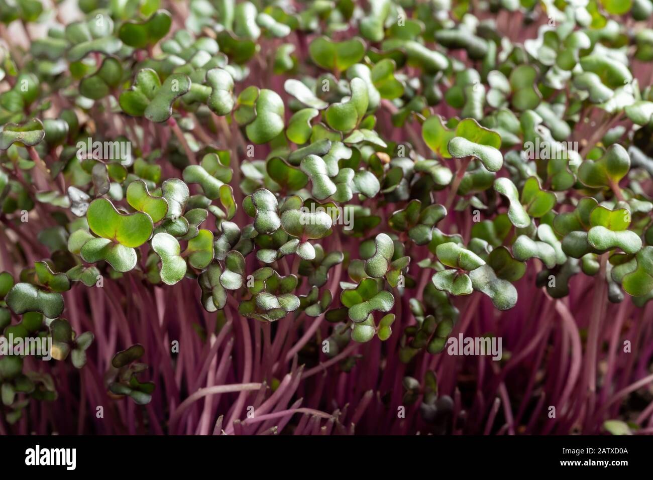 Juicy fresh microgreens growing hi-res stock photography and images - Alamy