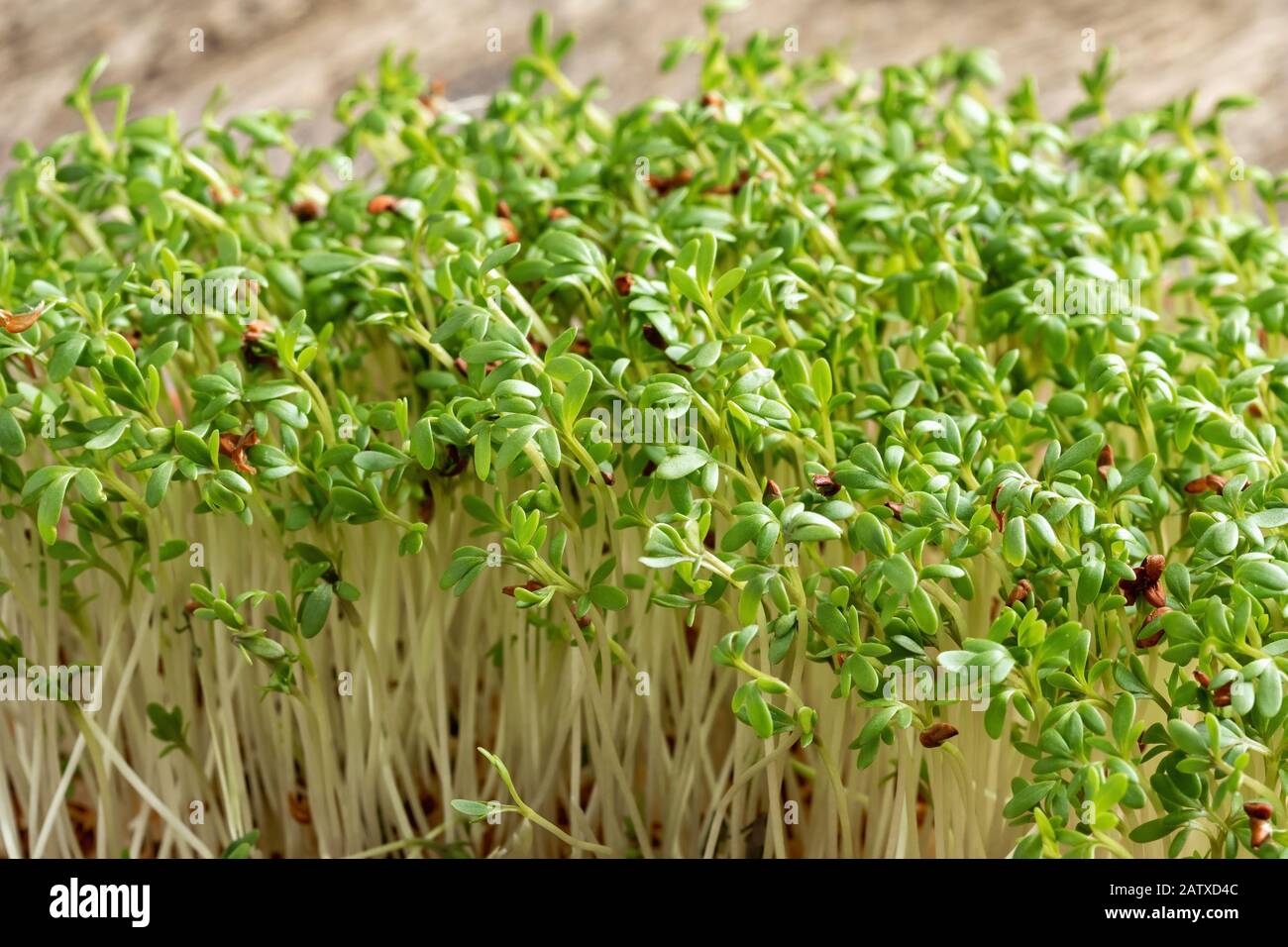 Juicy fresh microgreens growing hi-res stock photography and images - Alamy