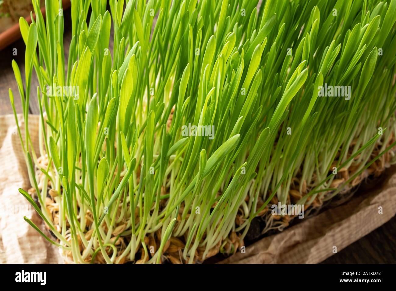 Barley grass hi-res stock photography and images - Alamy