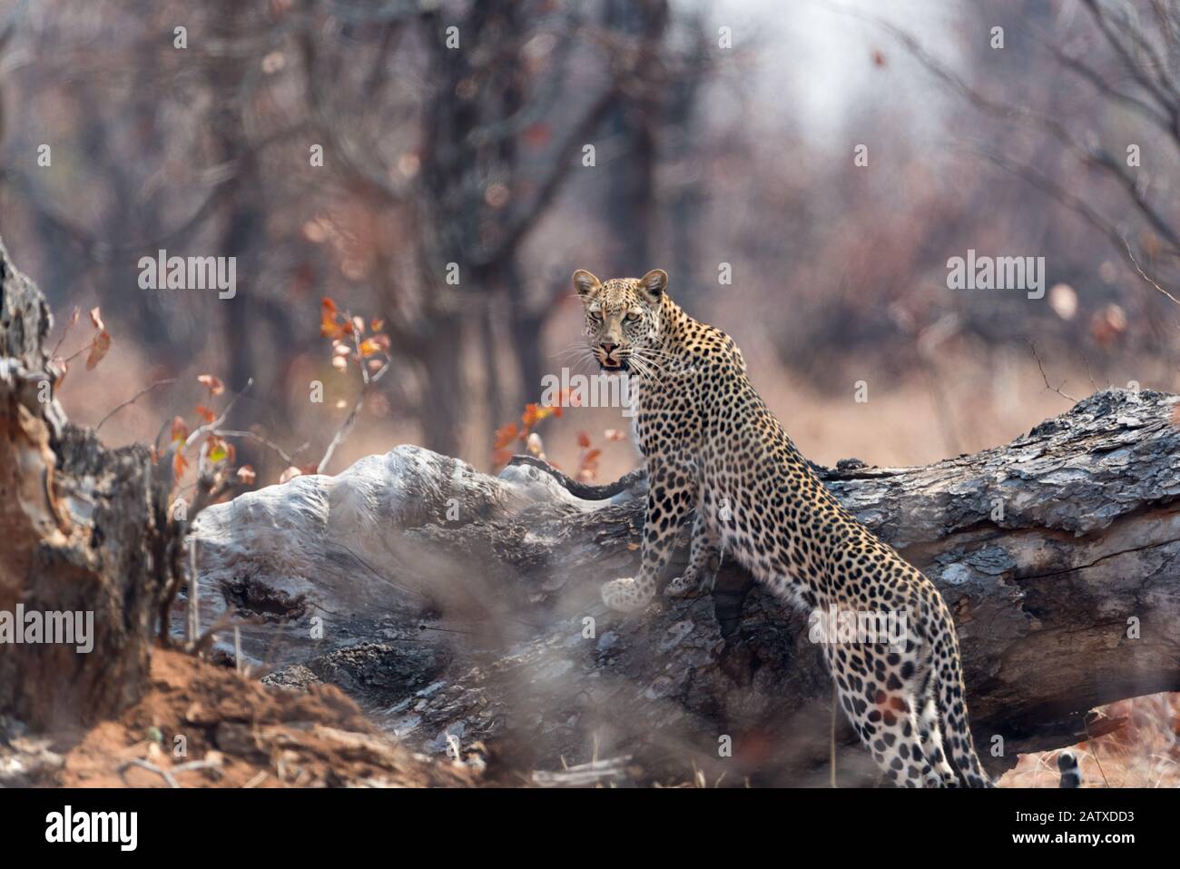 Leopard portrait in the African wilderness Stock Photo - Alamy