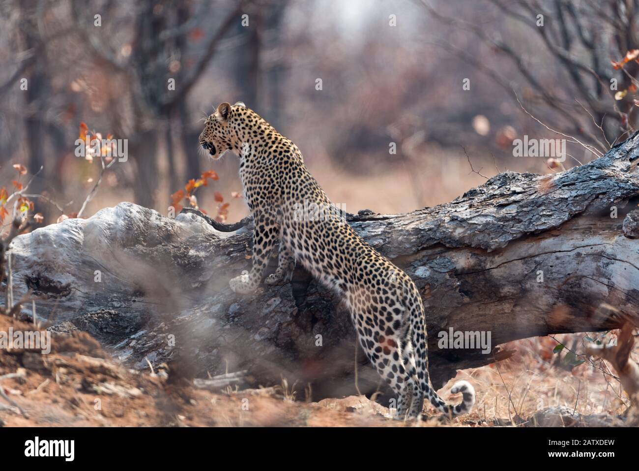 Leopard portrait in the African wilderness Stock Photo - Alamy