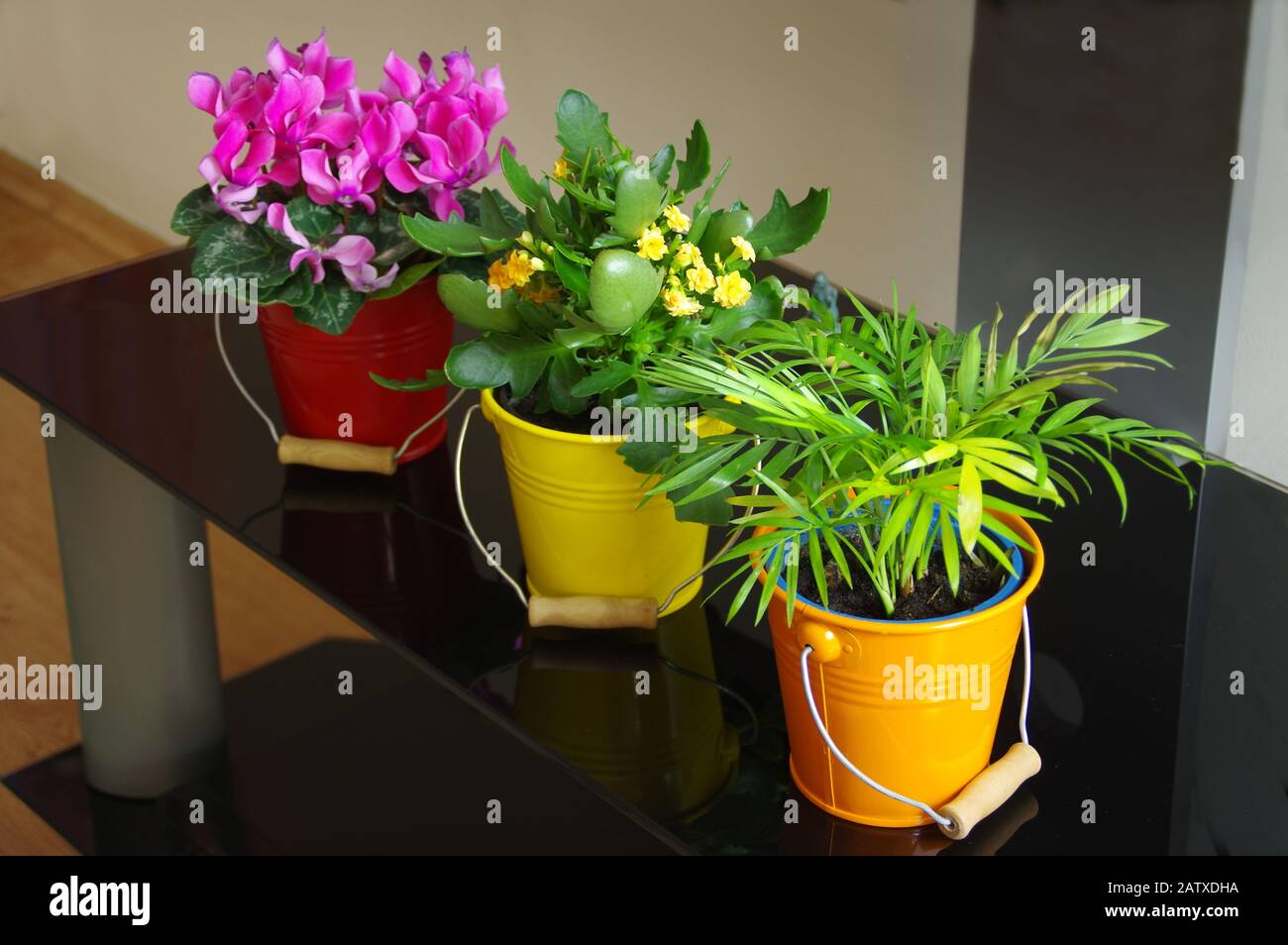 Flowers in colorful buckets on the shelf. Home gardening. Growing ...
