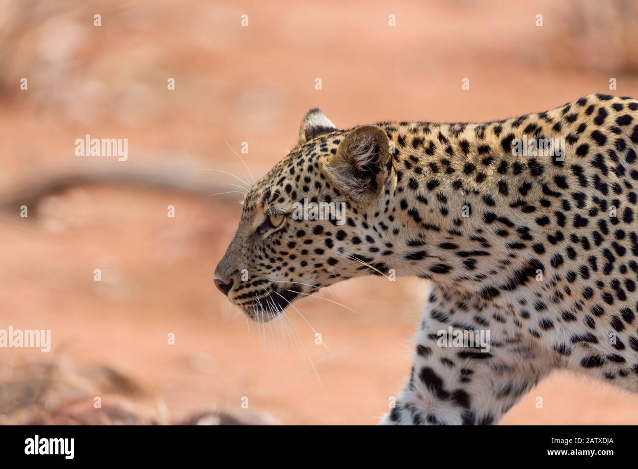 Leopard portrait in the African wilderness Stock Photo - Alamy