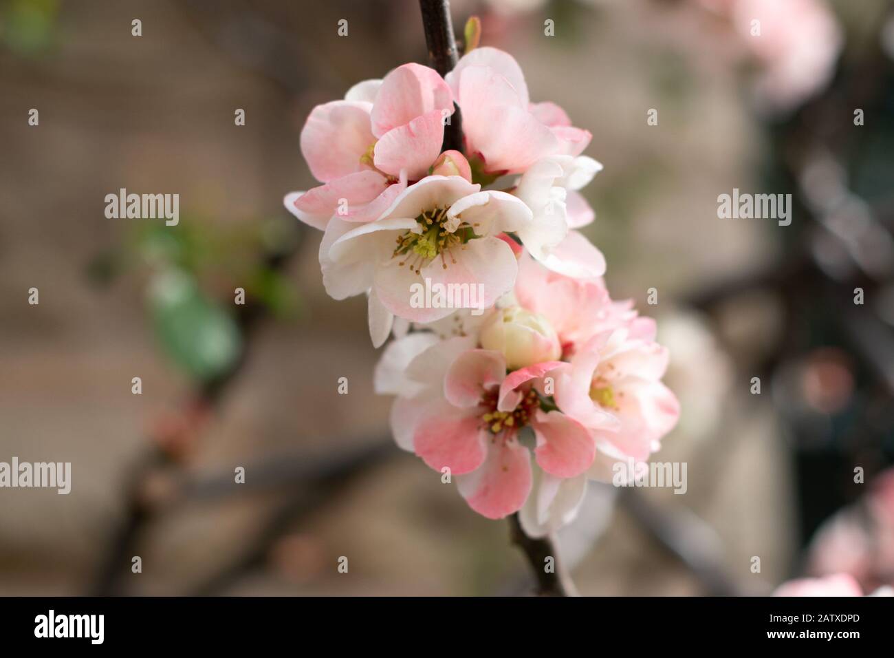 Japanese Quince Rosaceae Spring Blossom flowering in Sheffield ...