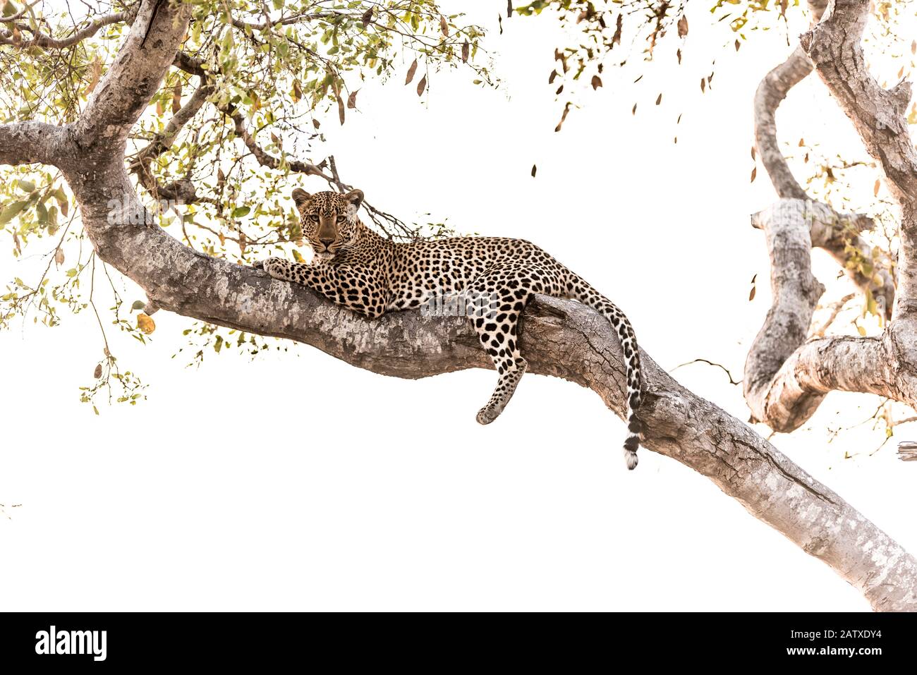 Masai Mara Leopard Prey Tree Kill High Resolution Stock Photography and ...