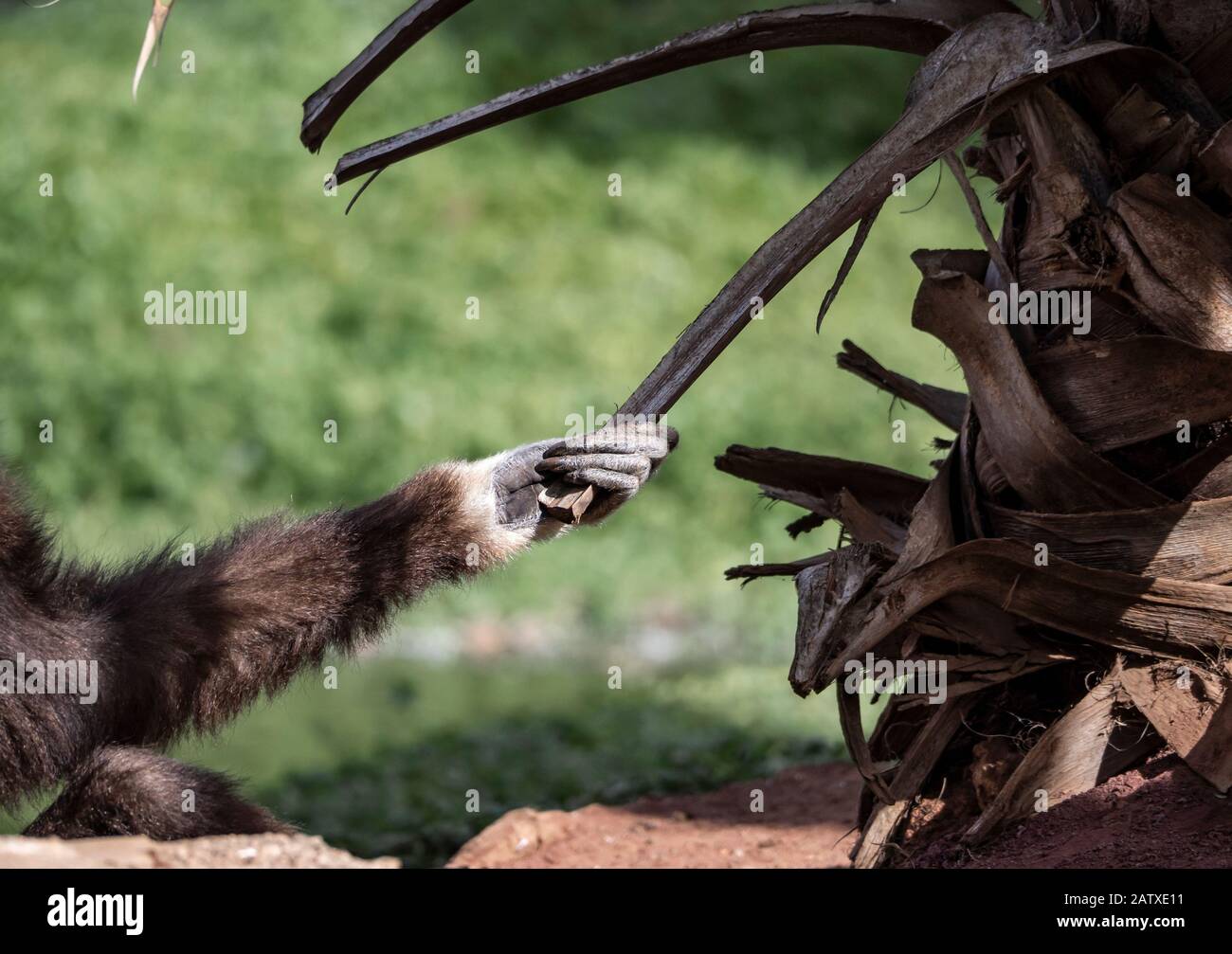 arm of monkey holding a palm branch Stock Photo - Alamy