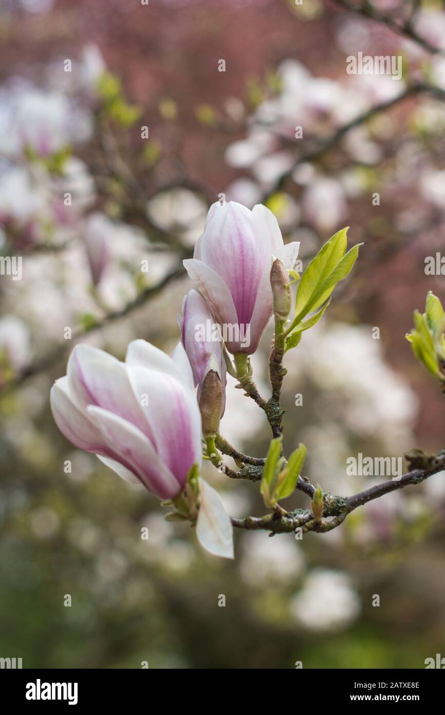 White Magnolia Blossom flowering in Sheffield Botanical Gardens -Spring ...