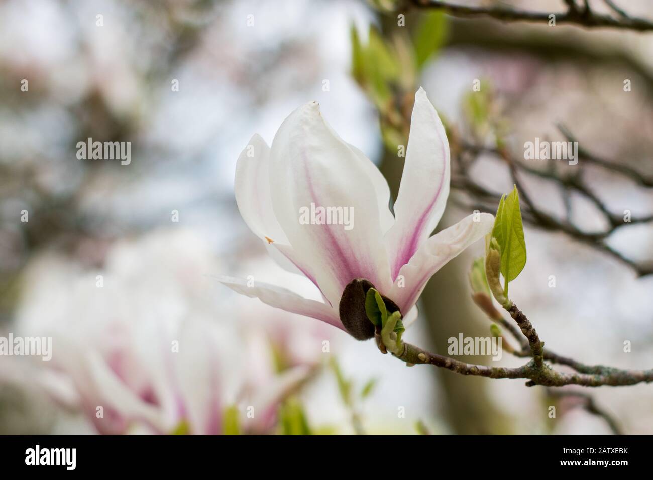 White Magnolia Blossom flowering in Sheffield Botanical Gardens -Spring ...