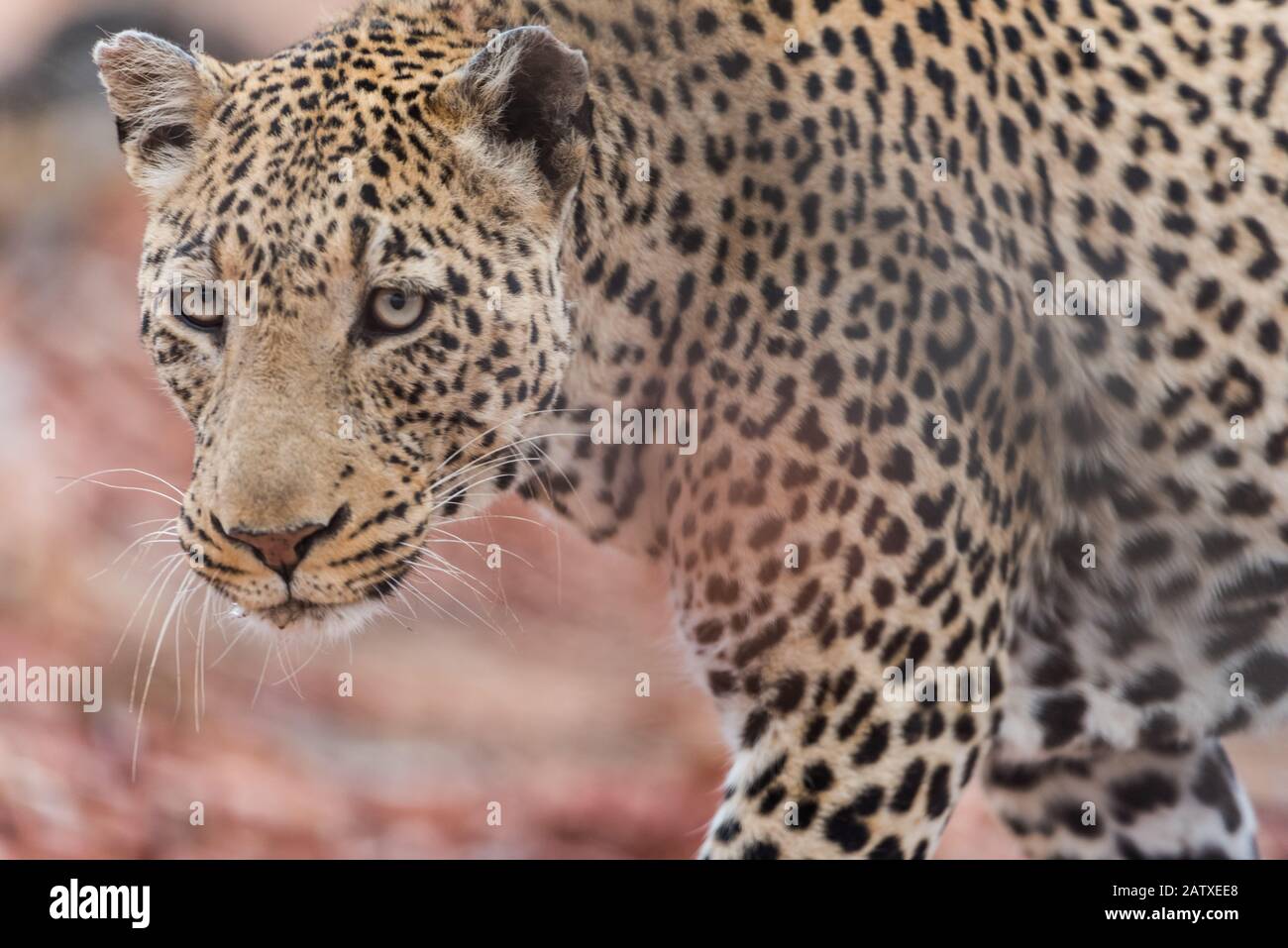Leopard portrait in the African wilderness Stock Photo - Alamy